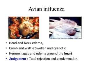 Post mortem inspection in animals | PPTX