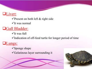Postmortem of turtle | PPTX