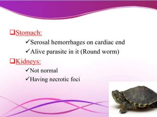 Postmortem of turtle | PPTX