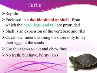 Postmortem of turtle | PPTX