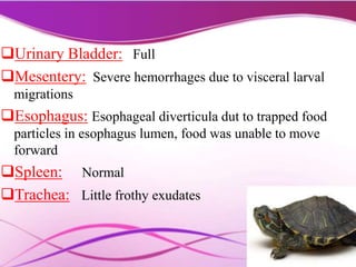 Postmortem of turtle | PPTX