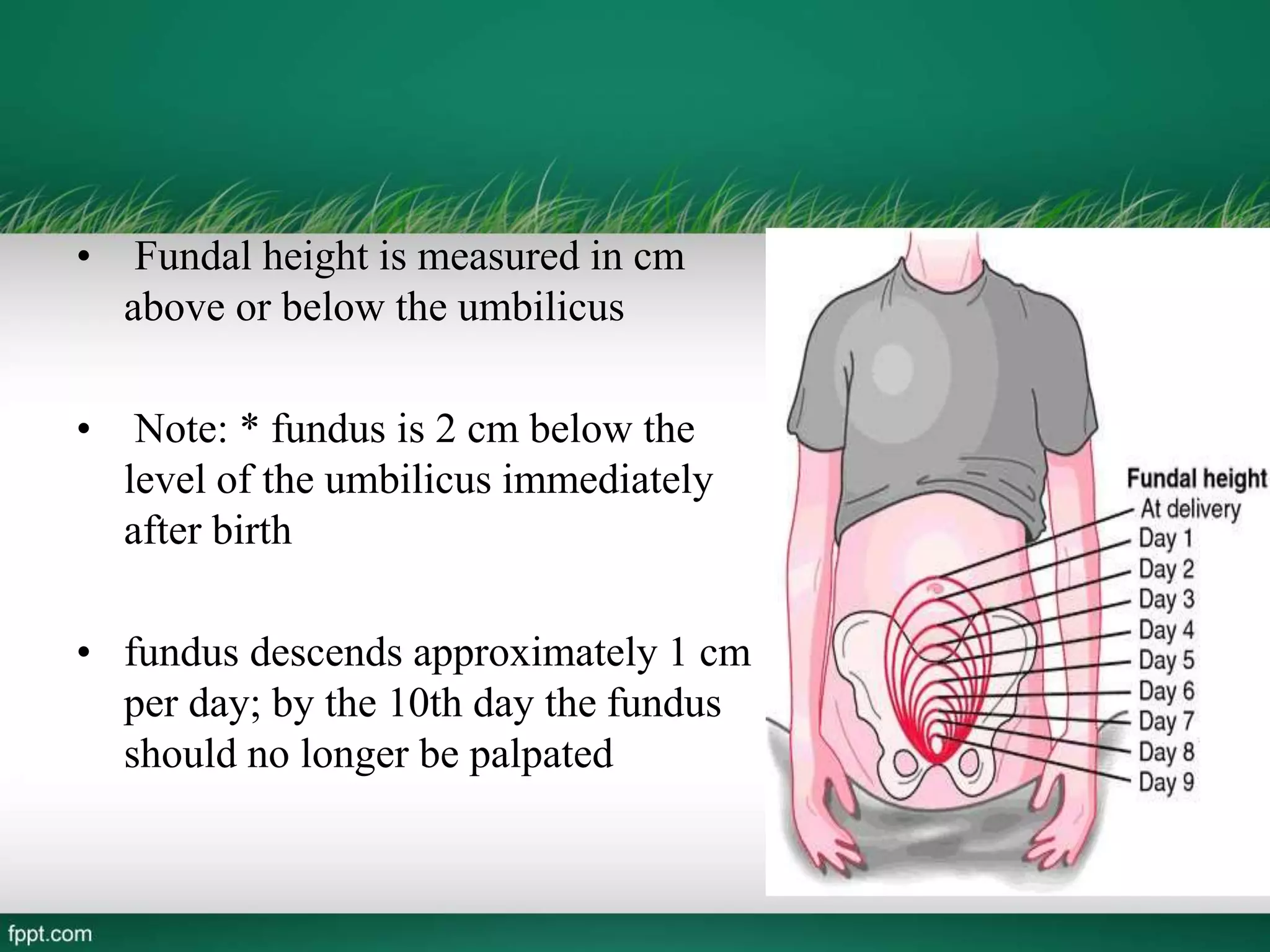 Postnatal assessment | PPTX