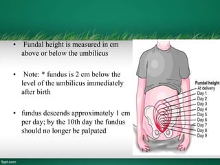 Postnatal assessment | PPTX