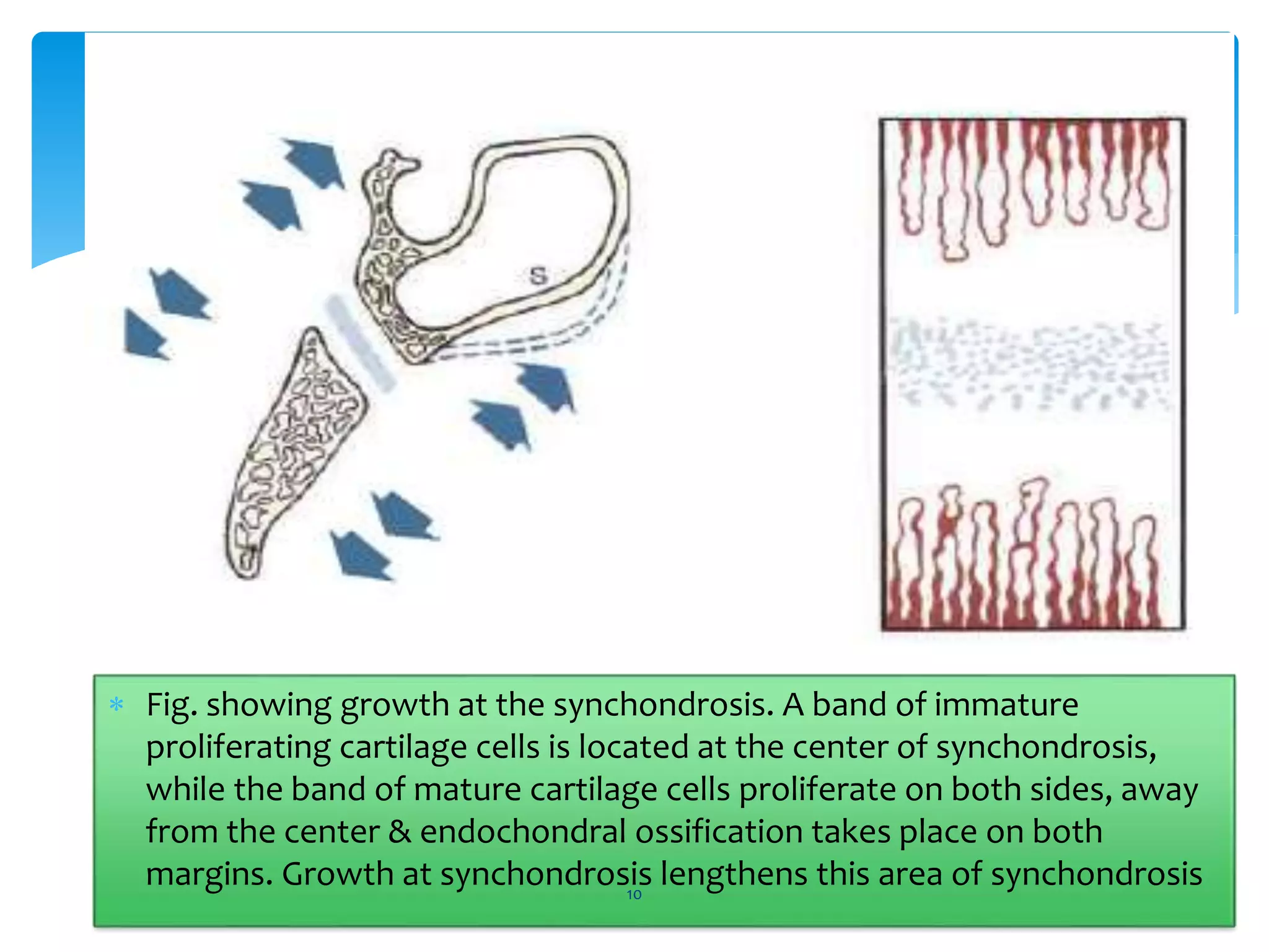 Post natal development of cranial base, maxilla and mandible | PPTX