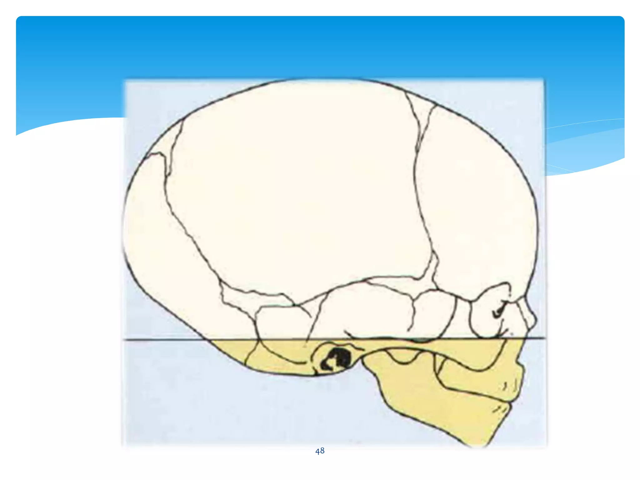 Post natal development of cranial base, maxilla and mandible | PPTX
