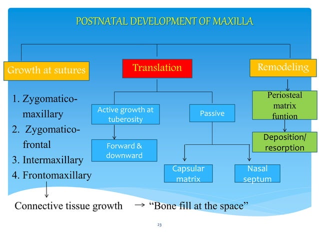 Post natal development of cranial base, maxilla and mandible | PPTX