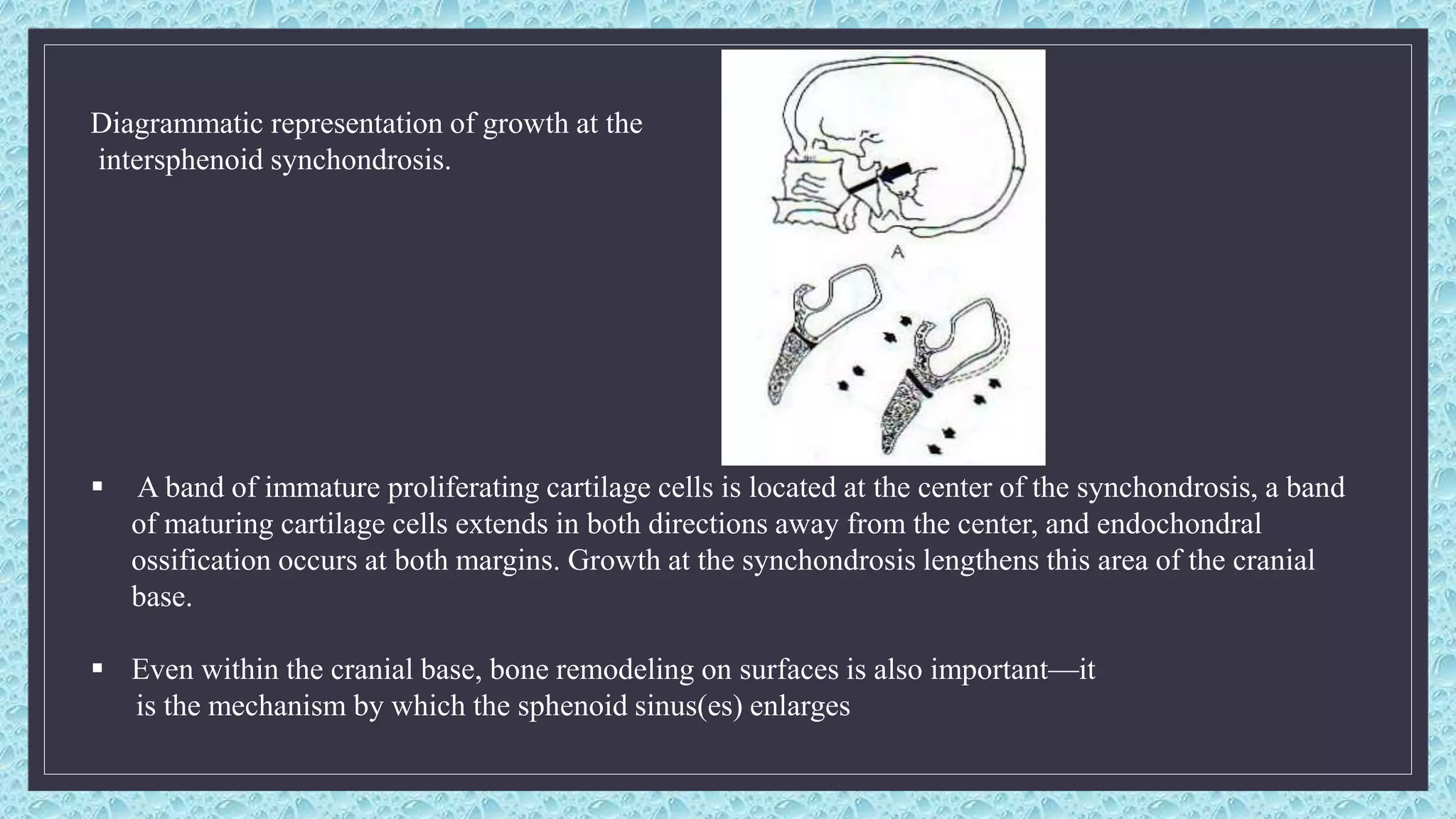 Post natal growth and development of cranio facial complex | PPTX