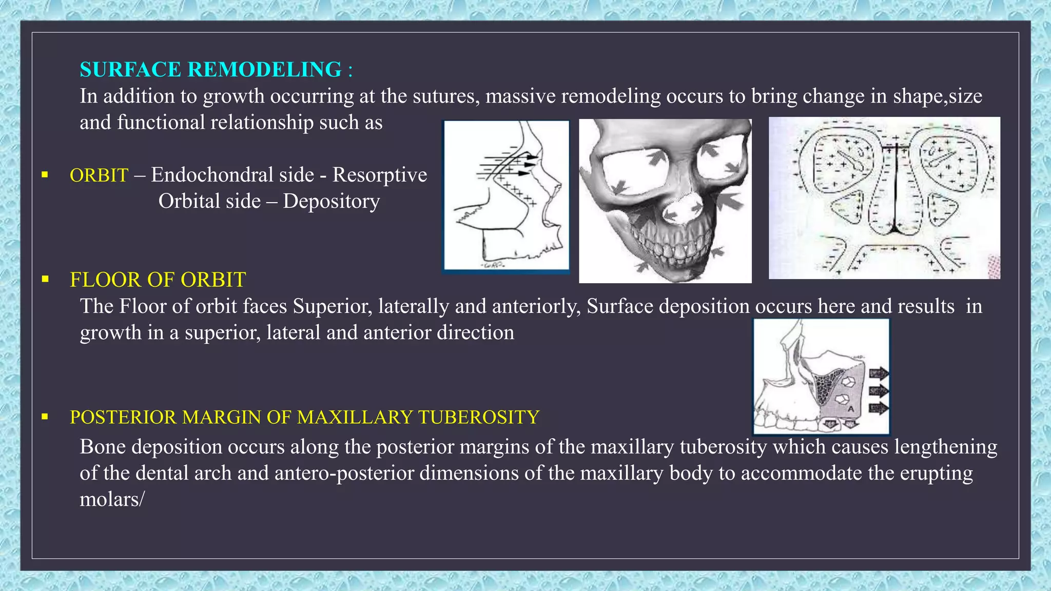 Post natal growth and development of cranio facial complex | PPTX