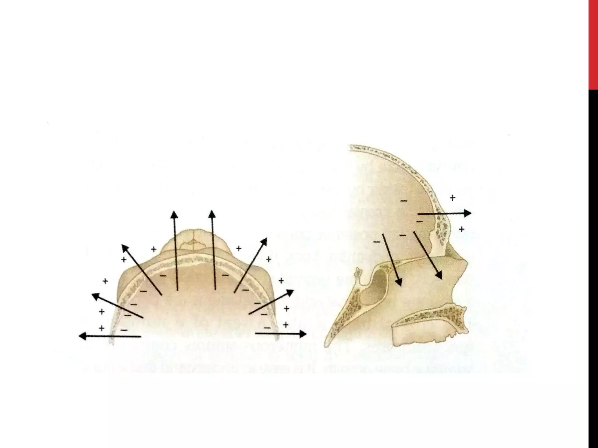 Postnatal growth of cranio facial structures | PDF