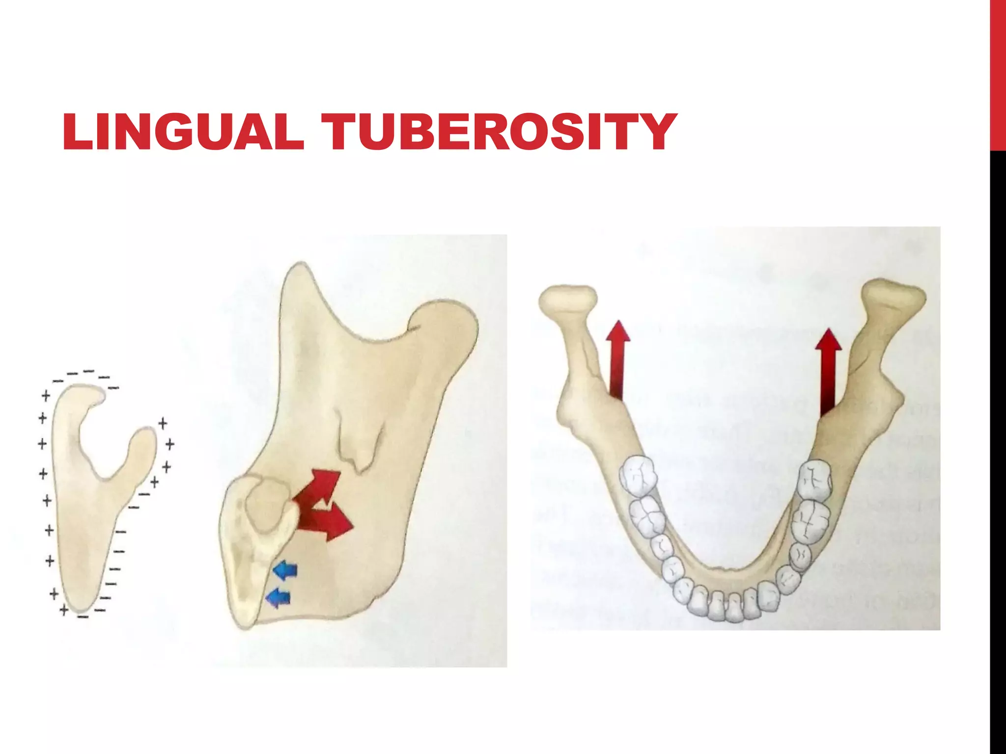 Postnatal growth of cranio facial structures | PDF