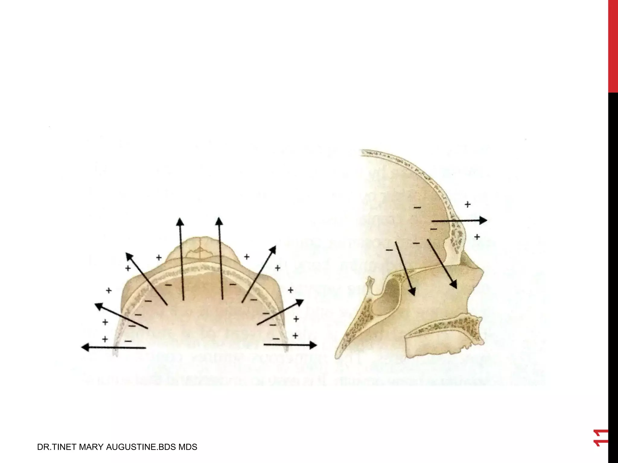 Postnatal growth of cranio facial structures | PPT