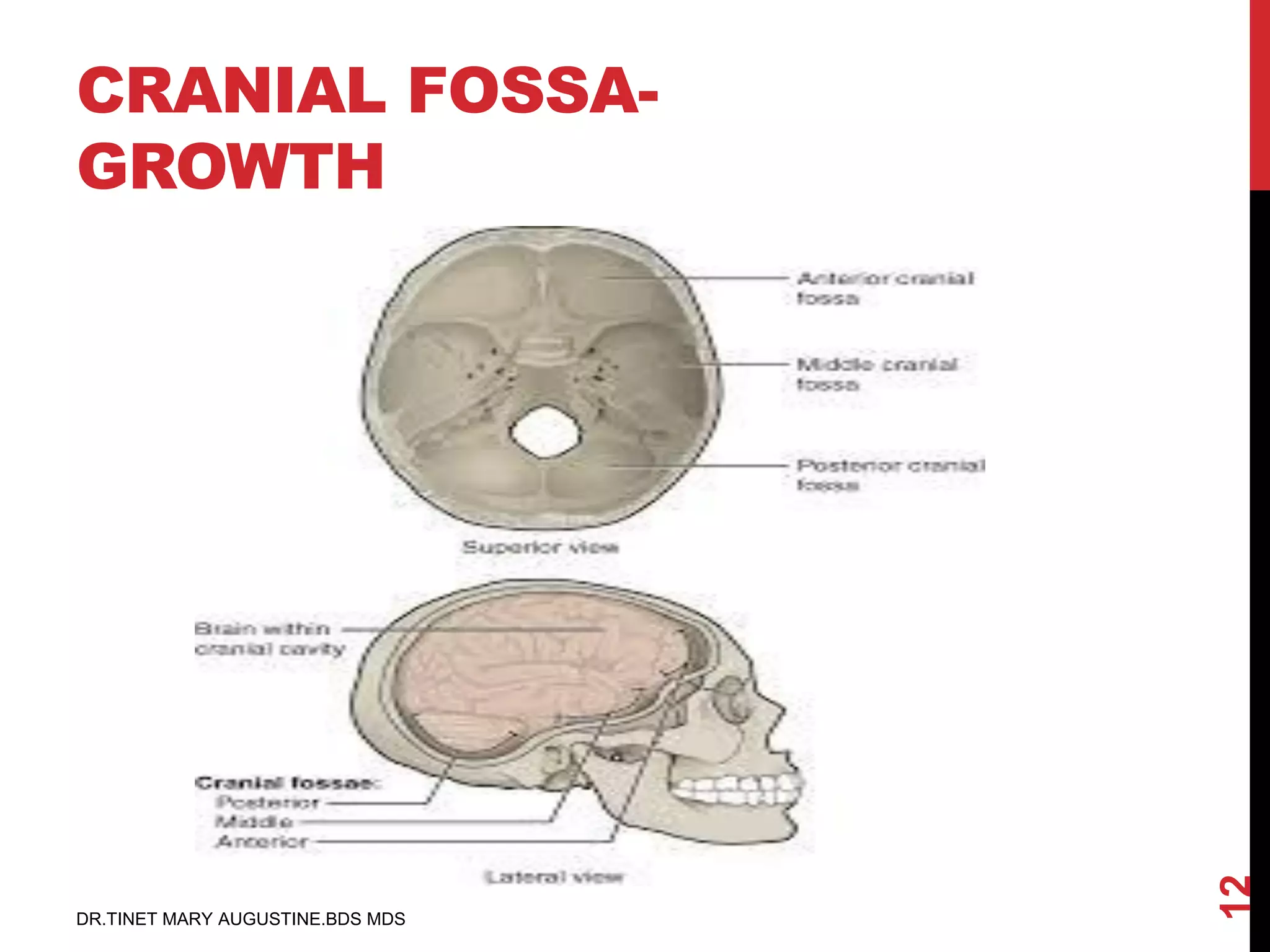 Postnatal growth of cranio facial structures | PPT