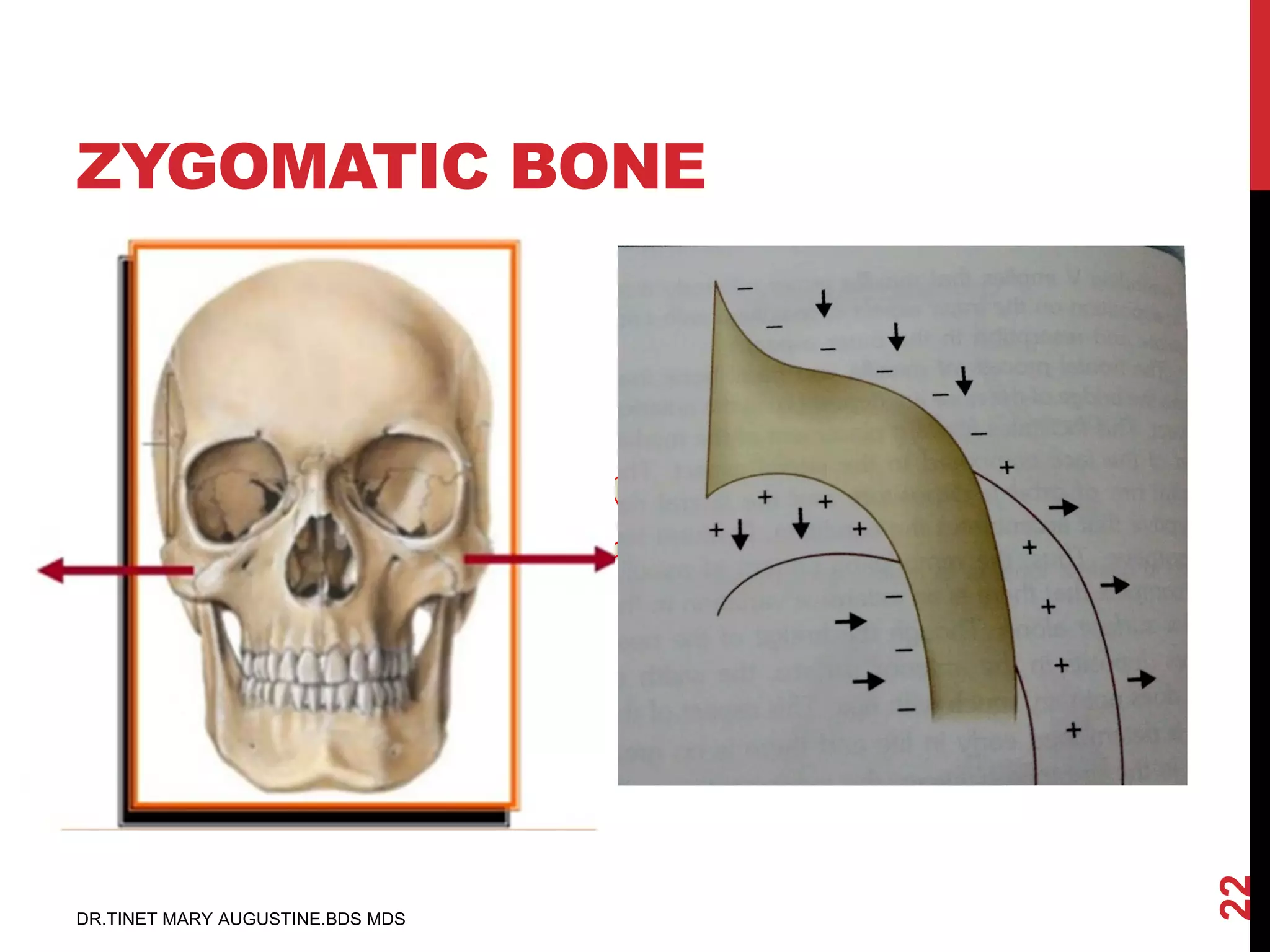Postnatal growth of cranio facial structures | PPT