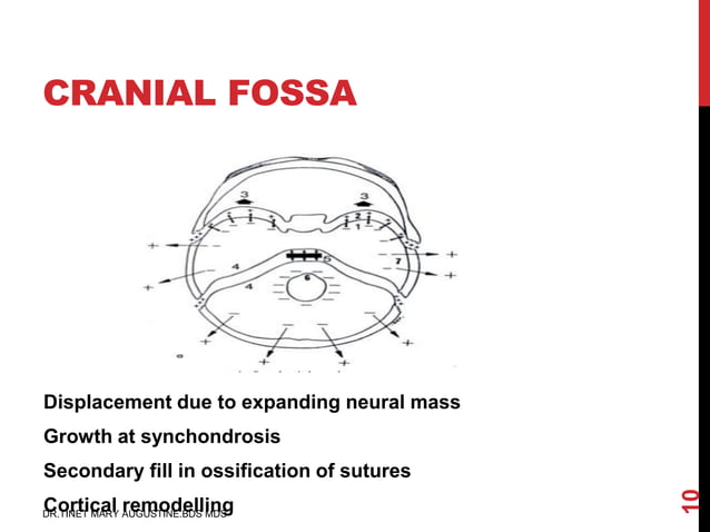 Postnatal growth of cranio facial structures | PPT