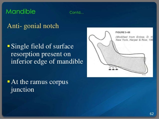 Postnatal growth of face