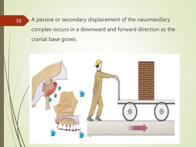 POST NATAL GROWTH OF MAXILLA AND MANDIBLE.pptx