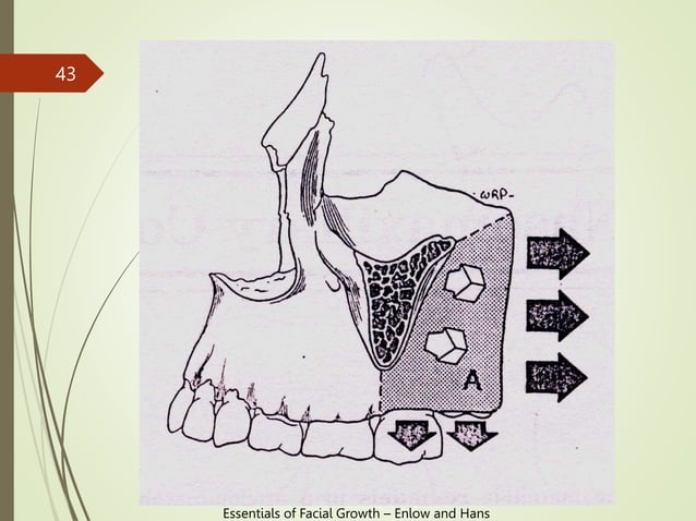 POST NATAL GROWTH OF MAXILLA AND MANDIBLE.pptx | Bone and Joint Conditions | Diseases and Conditions