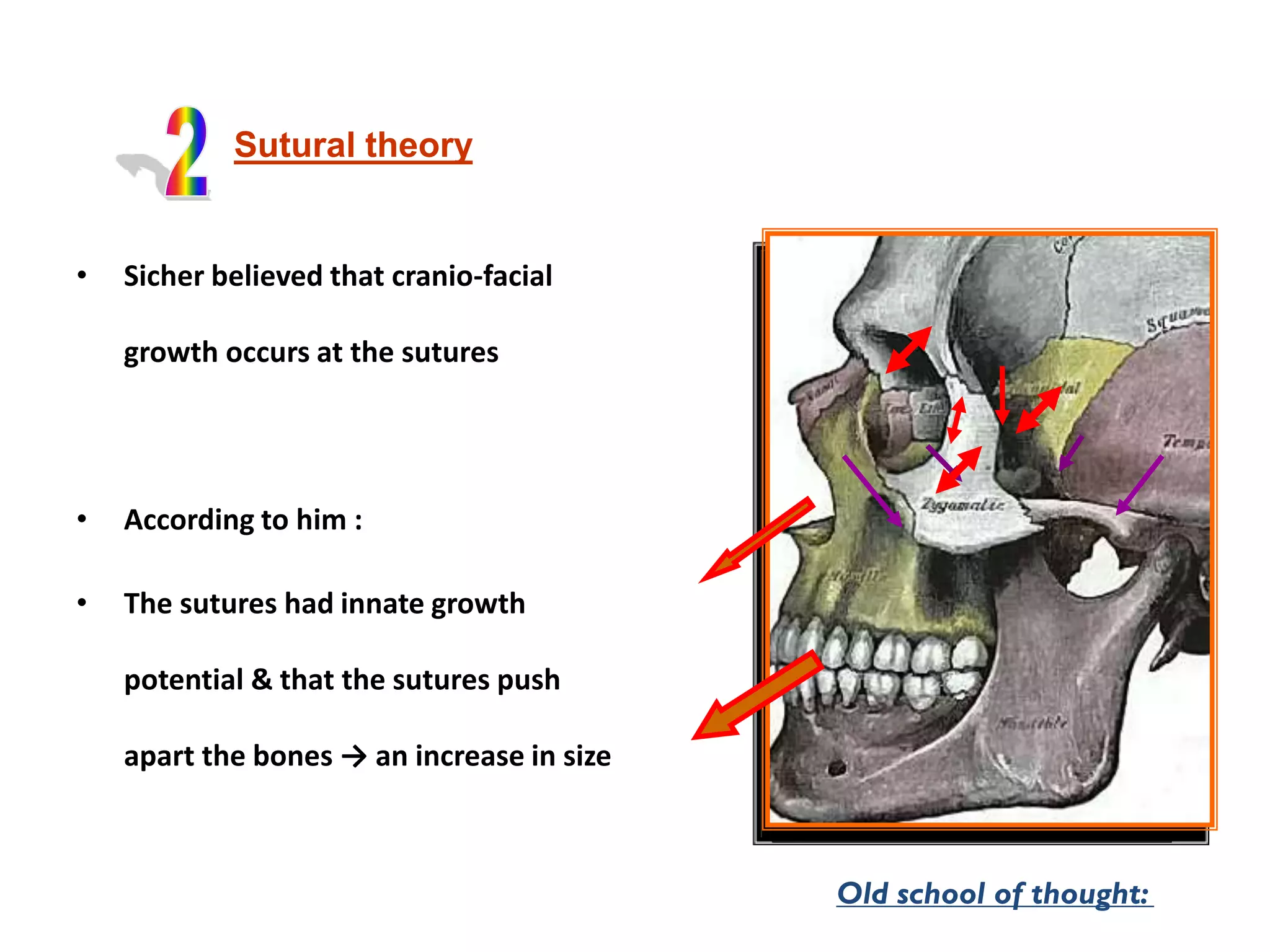 Postnatal growth of the skull and jaws _ Dr. Nabil Al-Zubair | PDF