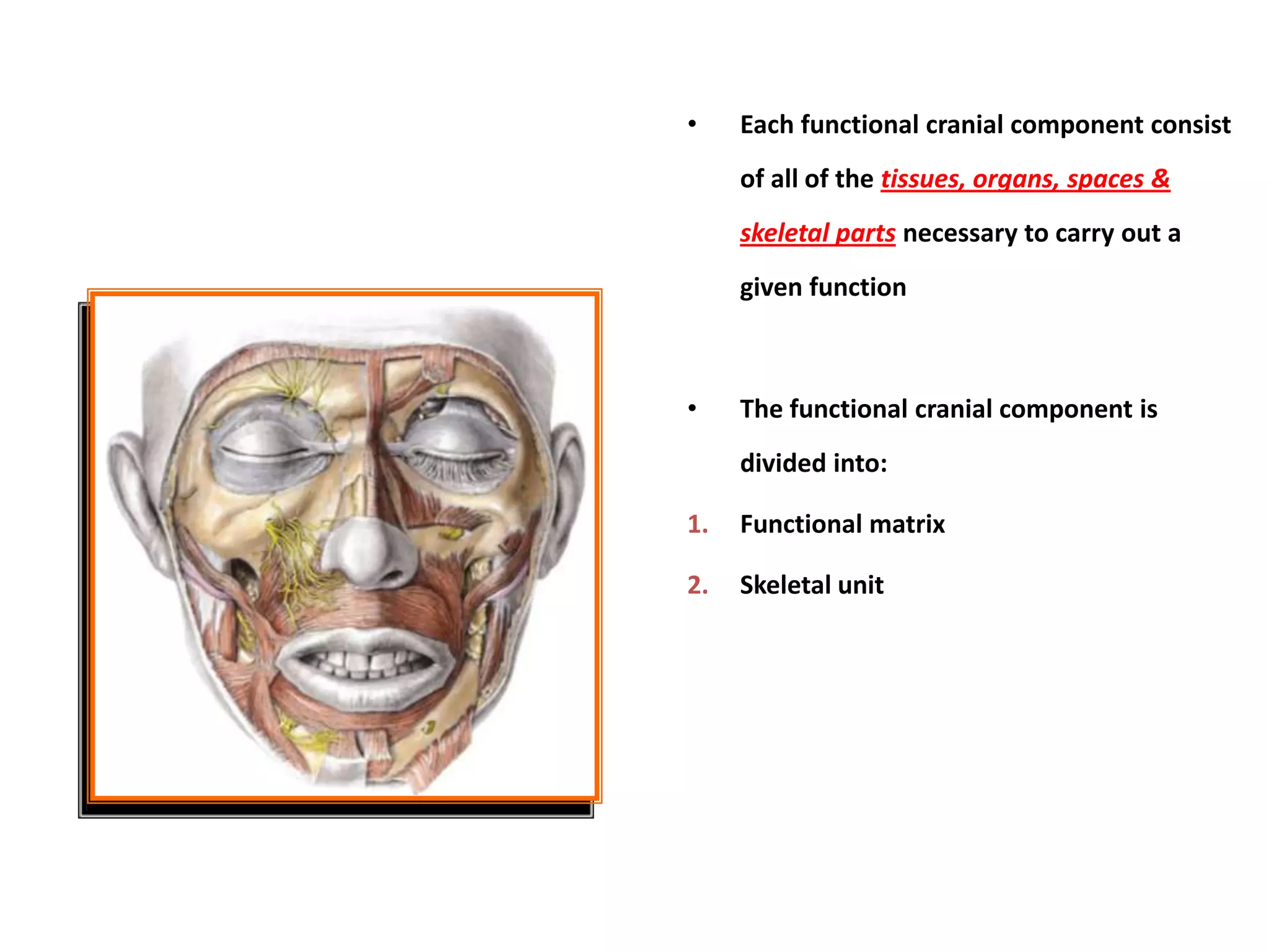 Postnatal growth of the skull and jaws _ Dr. Nabil Al-Zubair | PDF