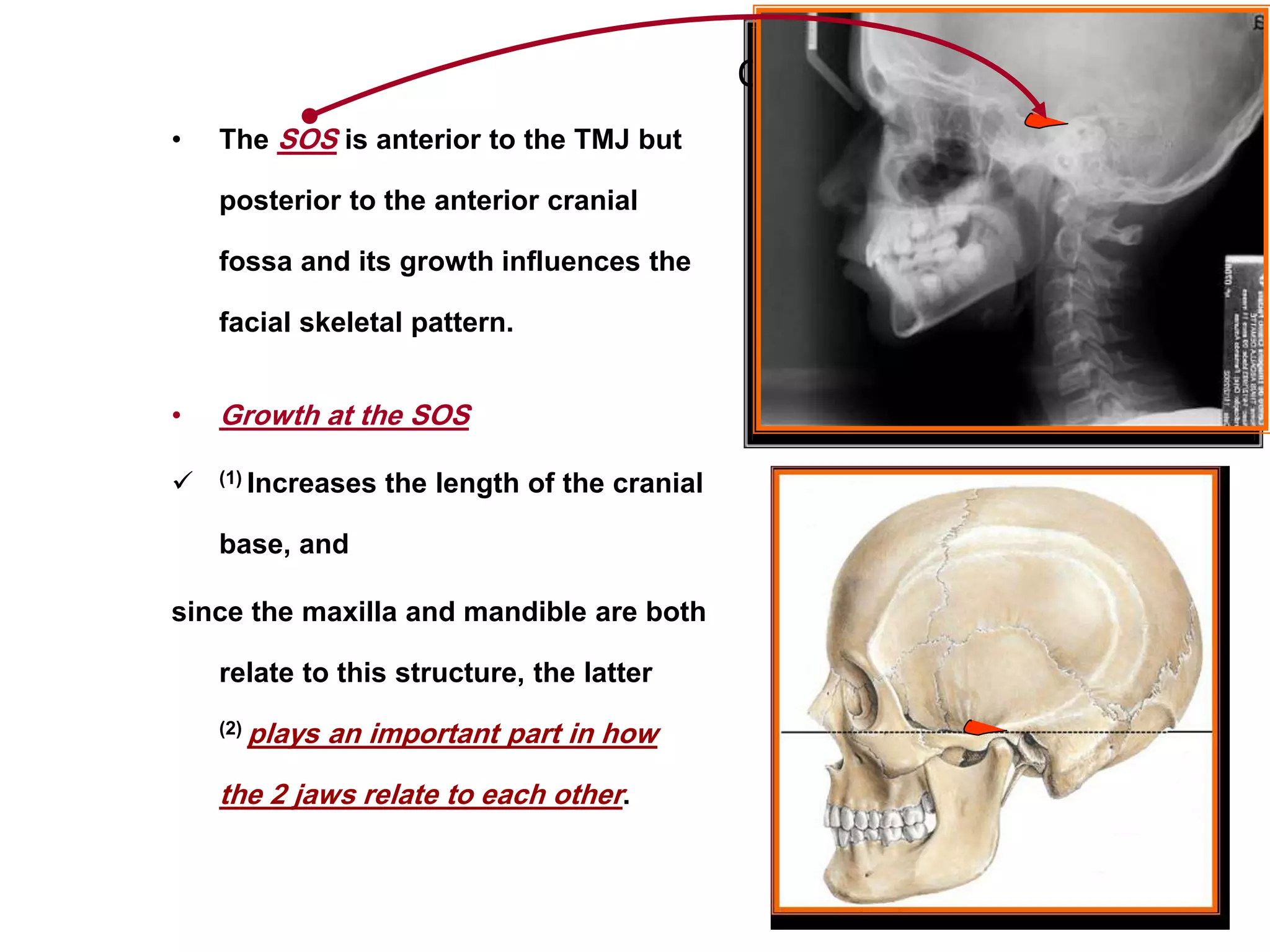 Postnatal growth of the skull and jaws _ Dr. Nabil Al-Zubair | PDF