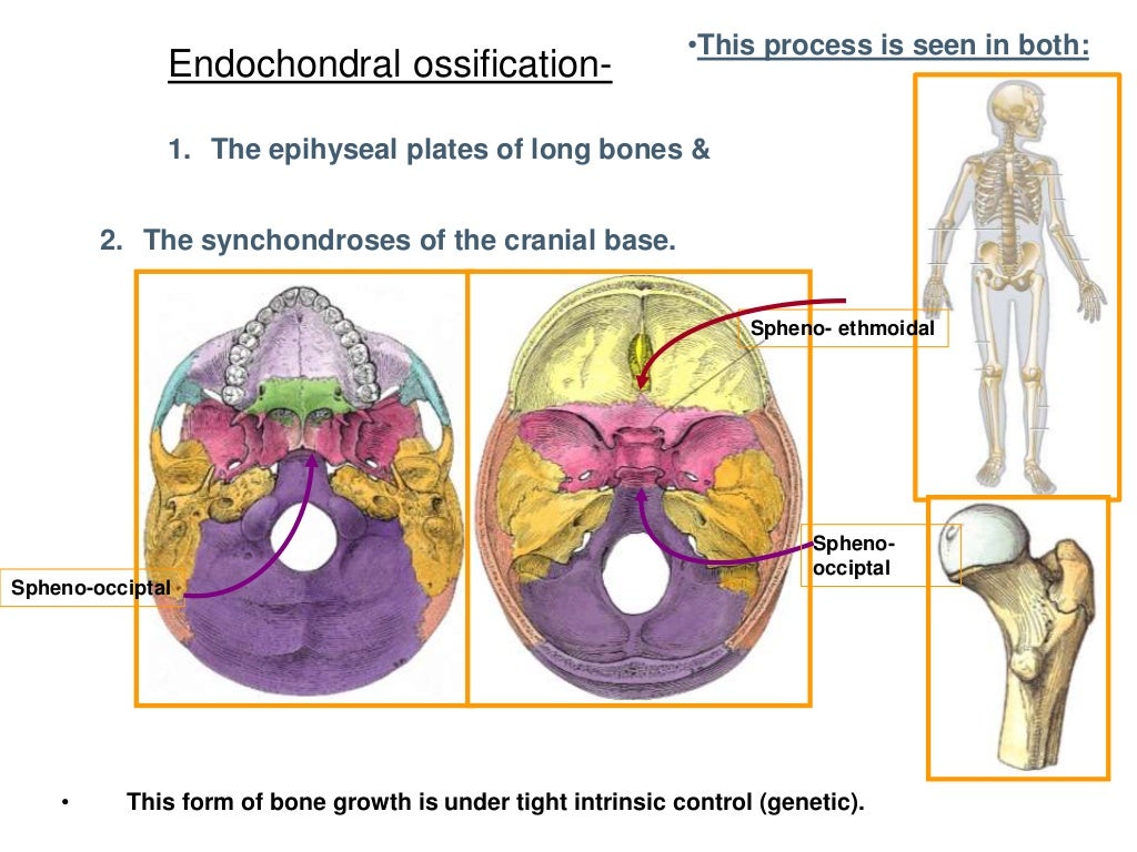 Postnatal growth of the skull and jaws _ Dr. Nabil Al-Zubair