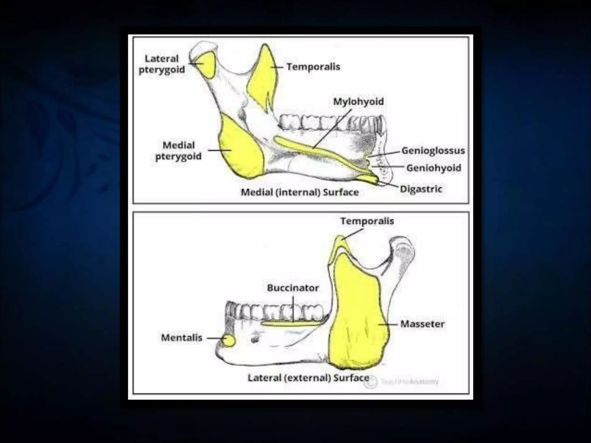 Postnatal growth of mandible | PPT