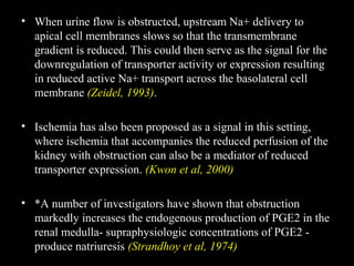 Post obstructive diuresis | PPT