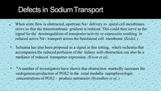 Postobstructive diuresis | PPTX