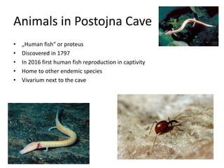 Postojna cave | PPTX