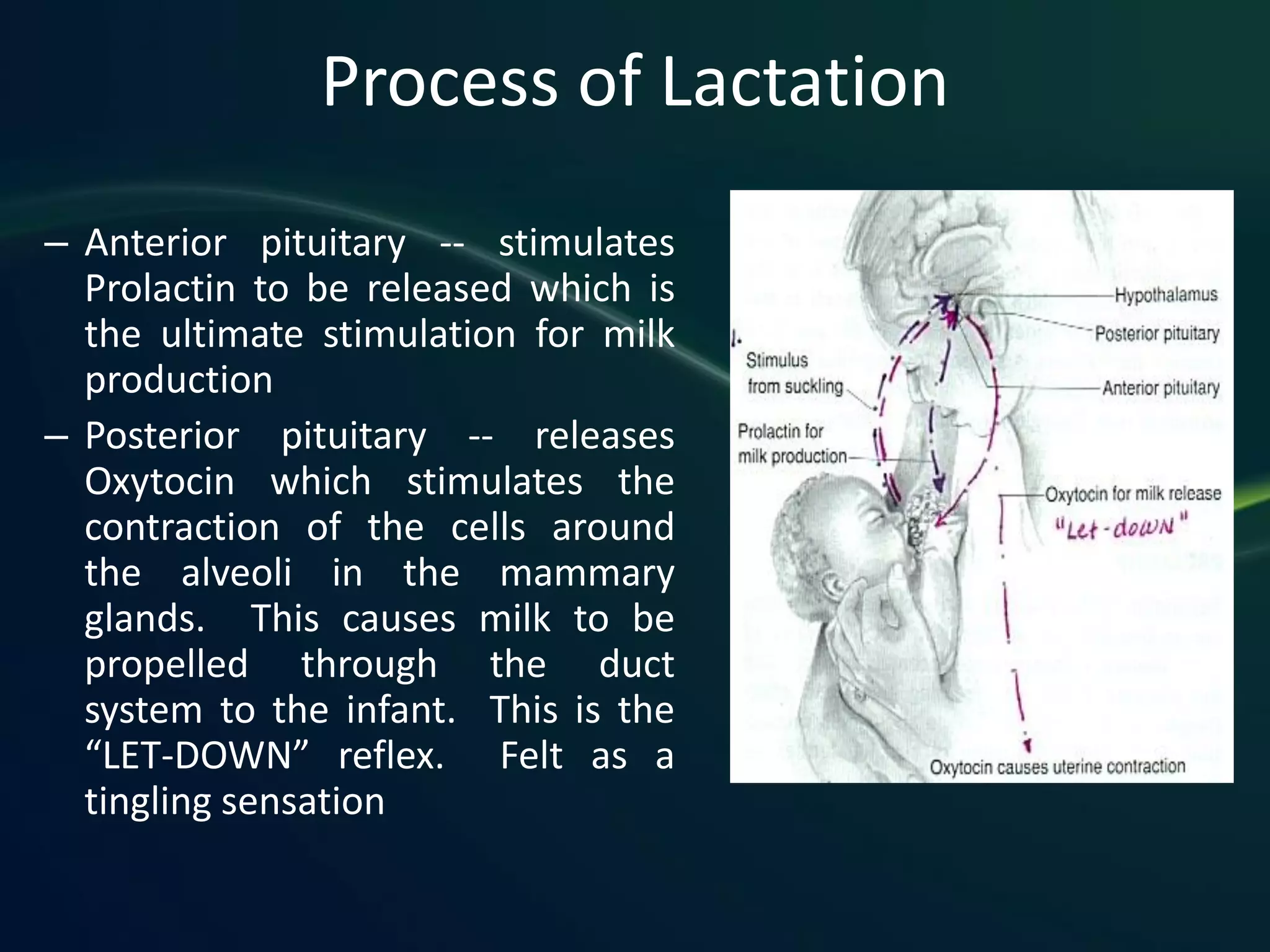 Postpartum | PDF