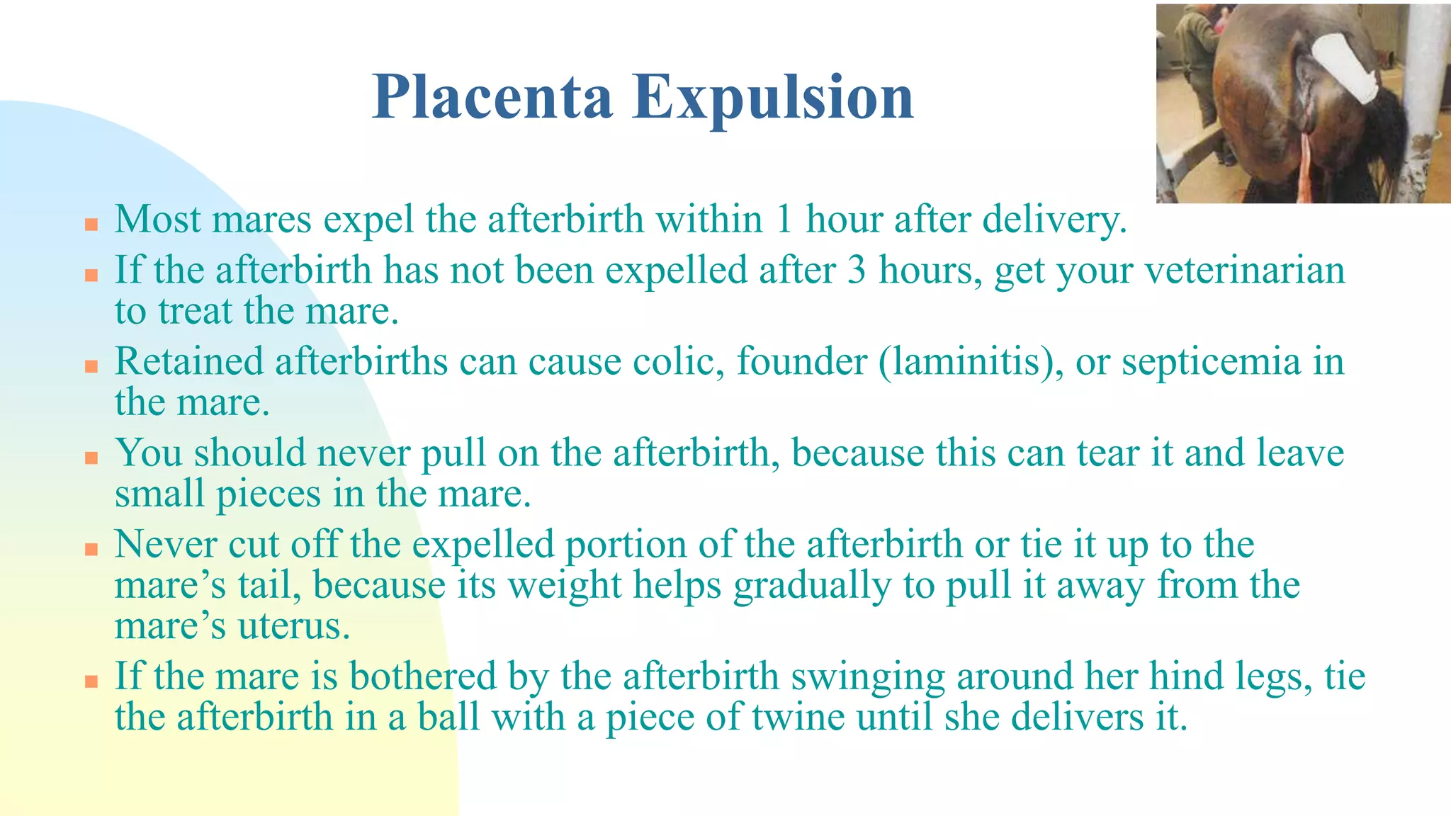 Postpartum management of mare | PPTX