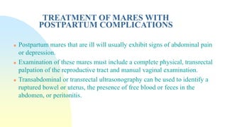Postpartum management of mare | PPTX