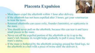 Postpartum management of mare | PPTX