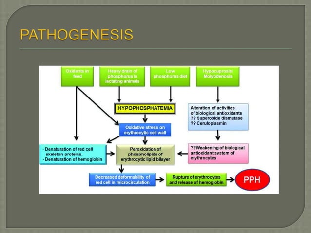 Postparturient hemoglobinuria in bovine | PPTX | Blood Disorders ...