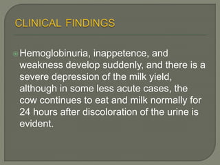 Postparturient hemoglobinuria in bovine | PPTX