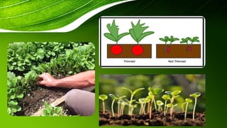 post -planting operations and harvesting | PPT
