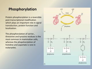 Post tranlational modification | PPTX
