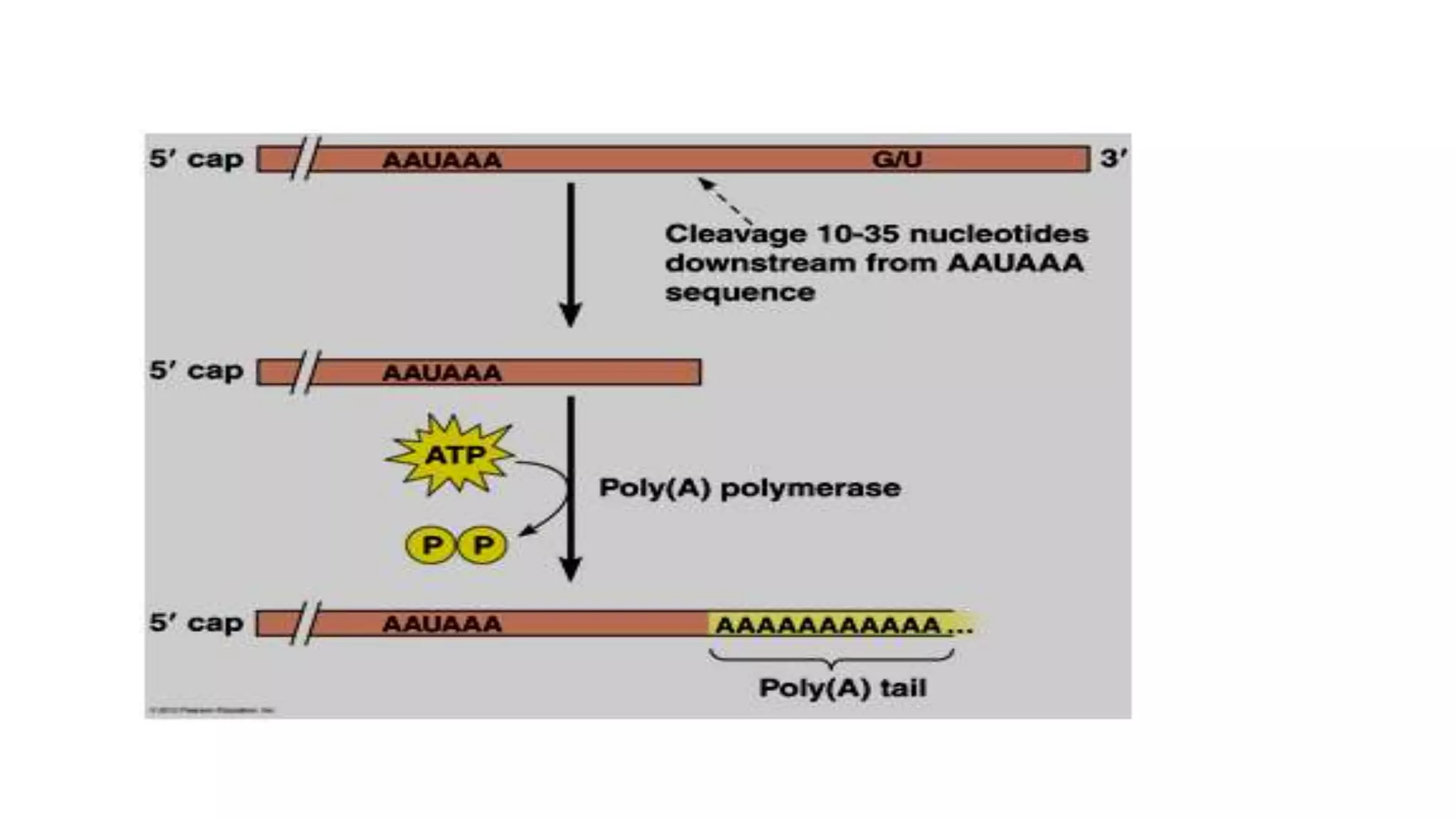 Post transcriptional modification | PPTX