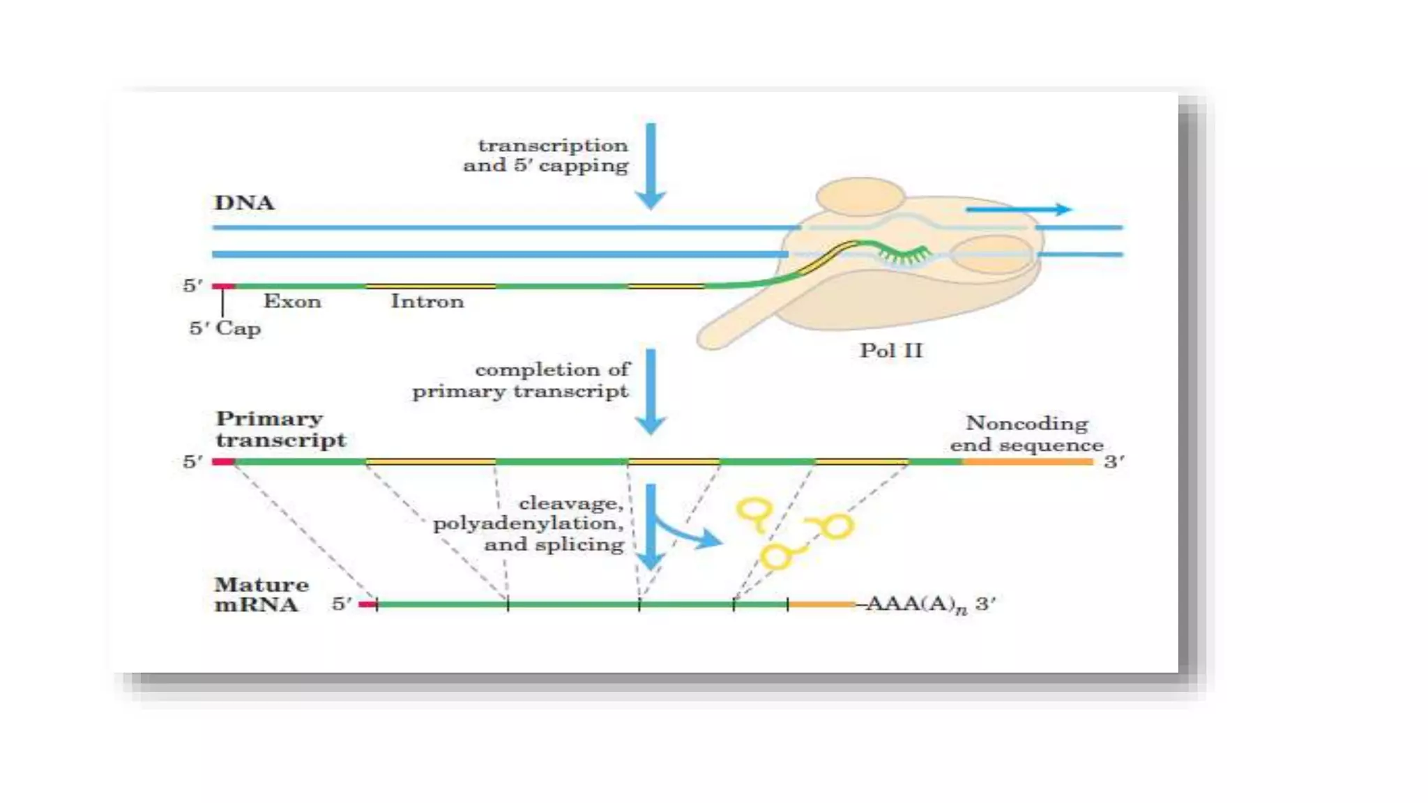 Post Transcriptional Modification Pptx Chemistry Science