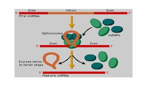 Post transcriptional modification | PPTX
