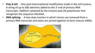 Post transcriptional modification | PPTX