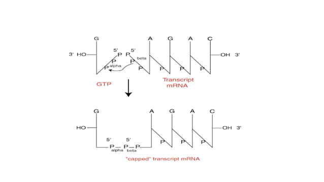 Post Transcriptional Modification Pptx Chemistry Science