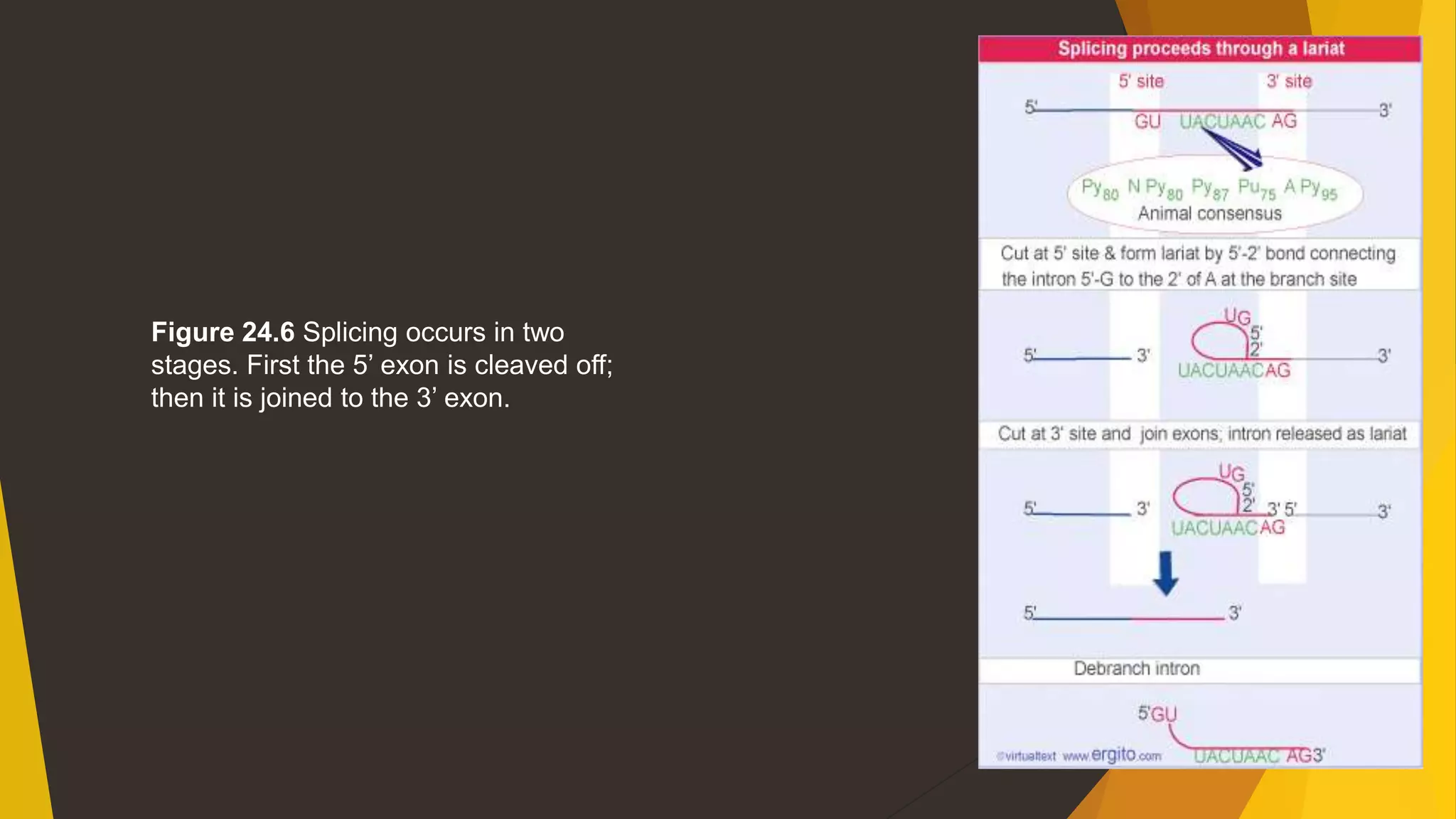 Post transcriptional modification | PPTX