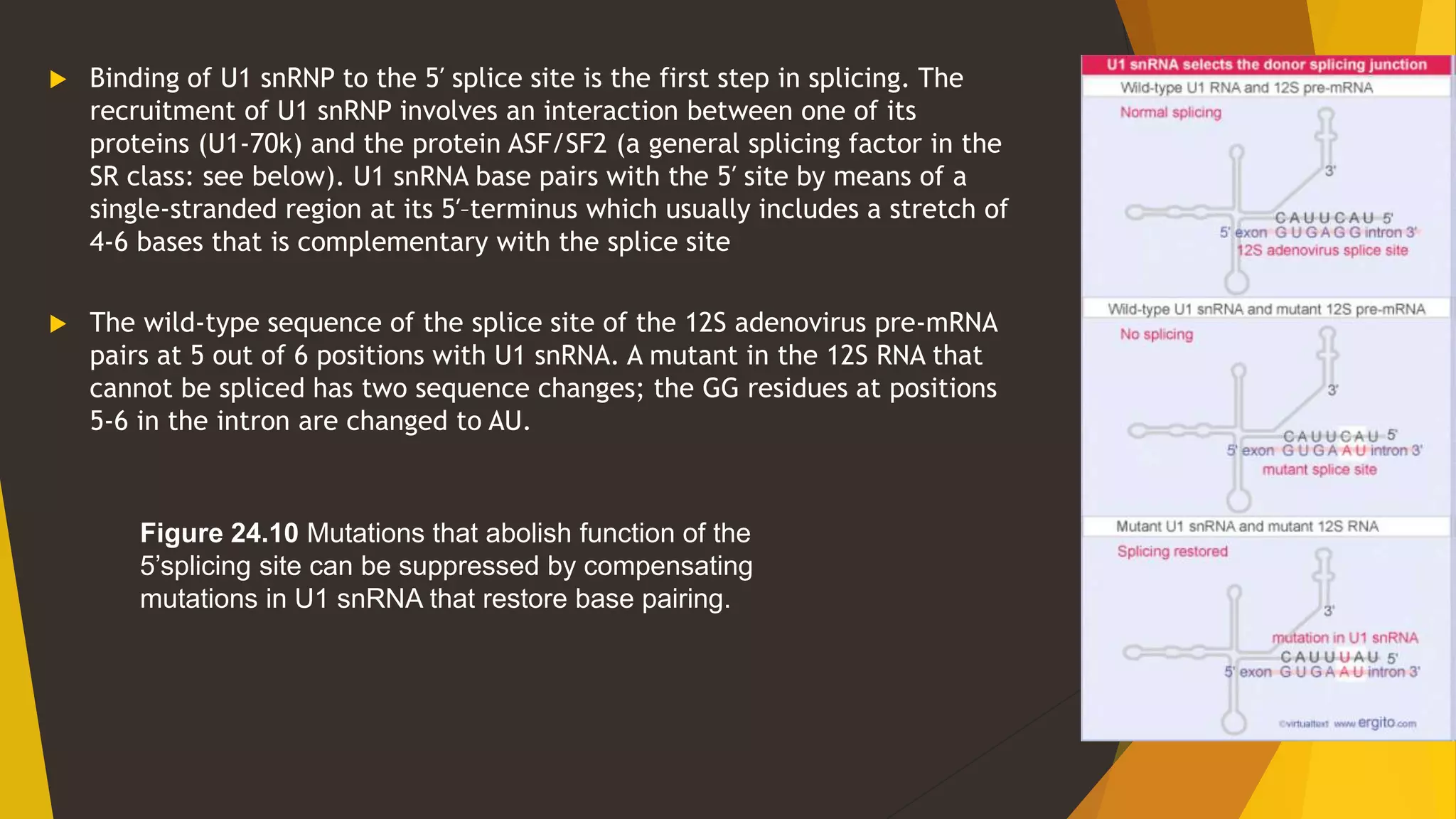Post transcriptional modification | PPTX