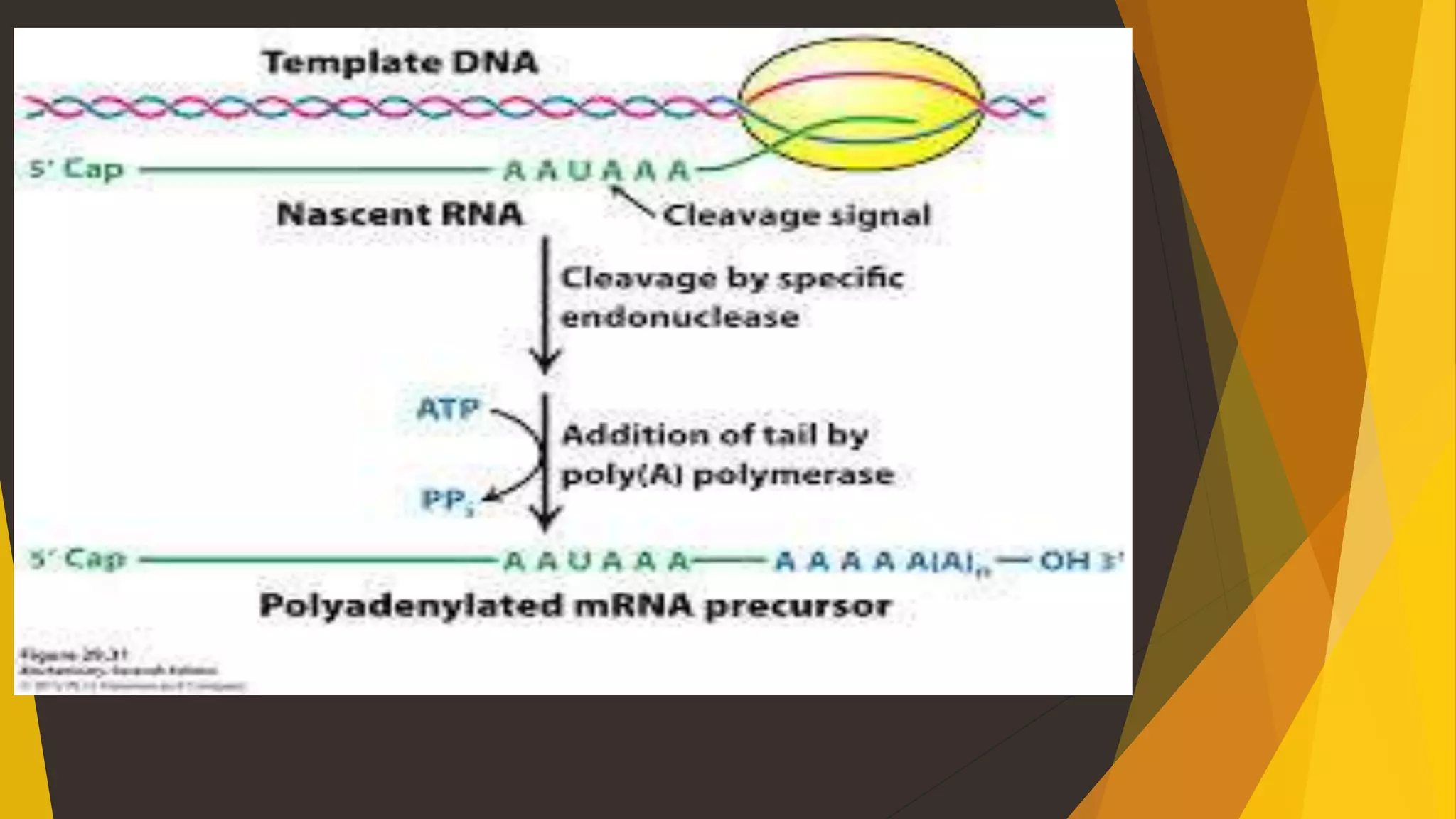 Post transcriptional modification | PPTX