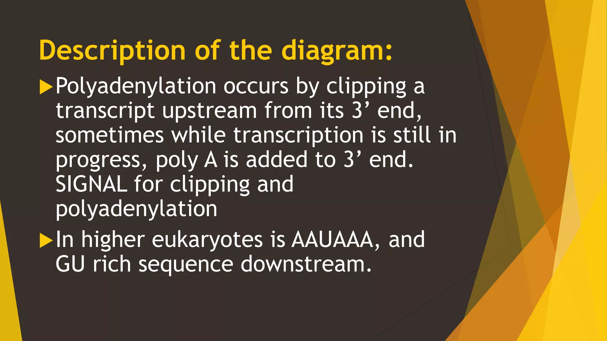 Post transcriptional modification | PPTX