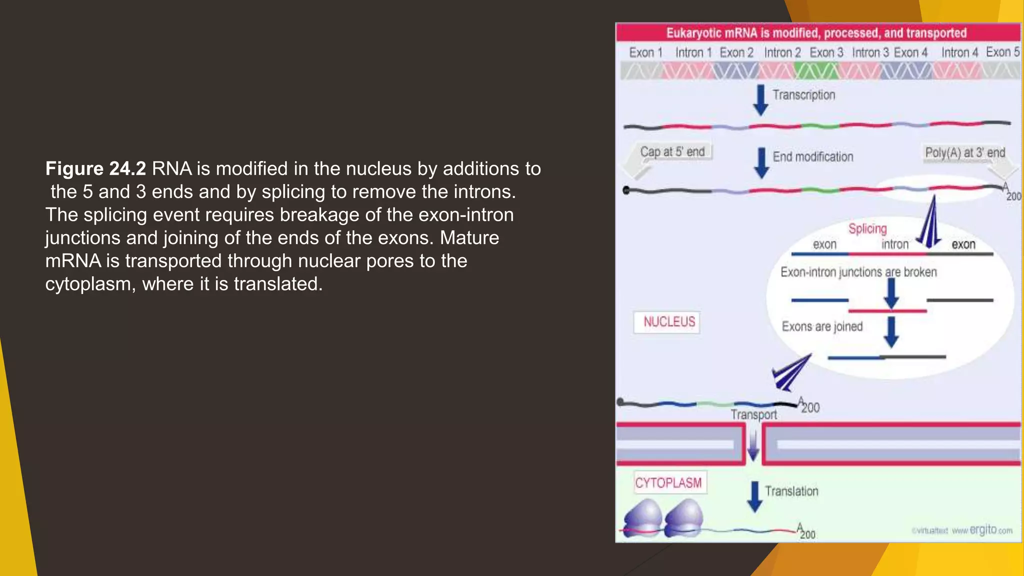 Post transcriptional modification | PPTX