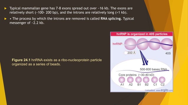 Post transcriptional modification | PPTX