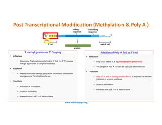 Post transcriptional modification | PDF