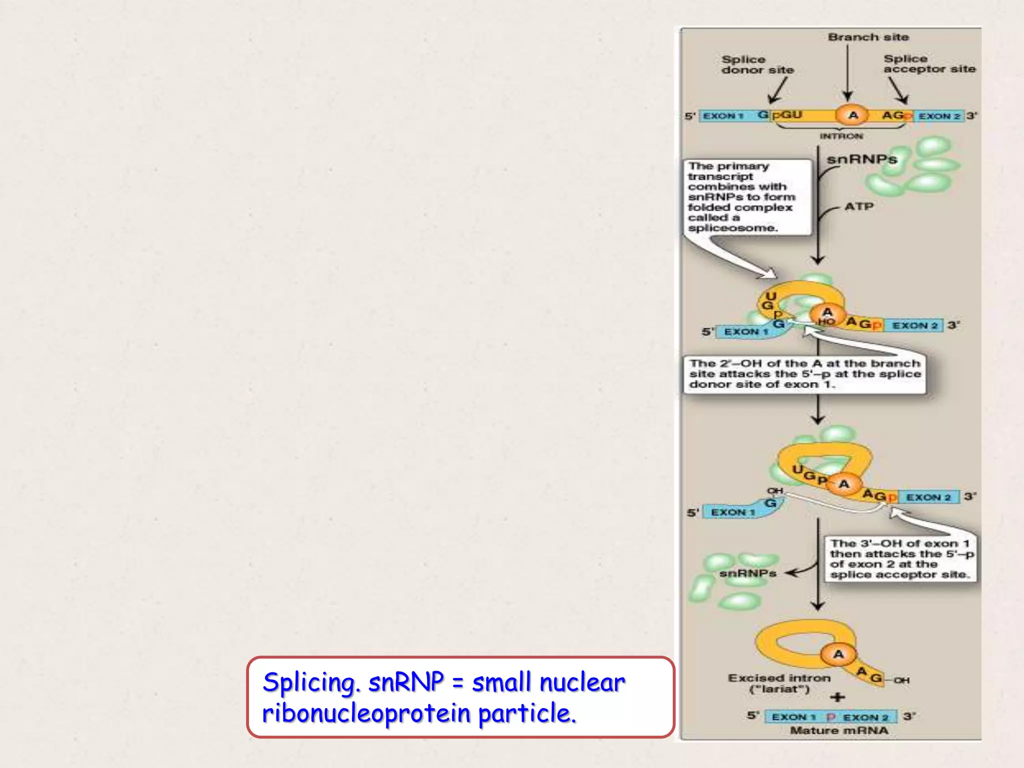 Posttranscriptional_Modification_of_RNA.pptx